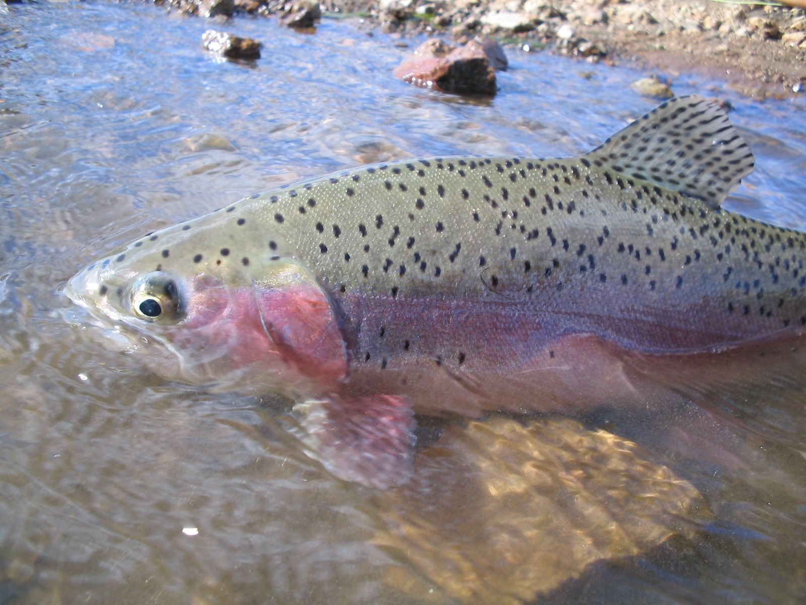 Plan Your Ultimate Fishing Adventure at Grey Reef - Crazyrainbow Fly ...