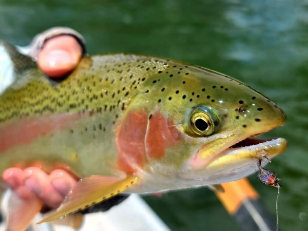 Exploring River Flows for Fly Fishing in Wyoming - Crazyrainbow Fly ...