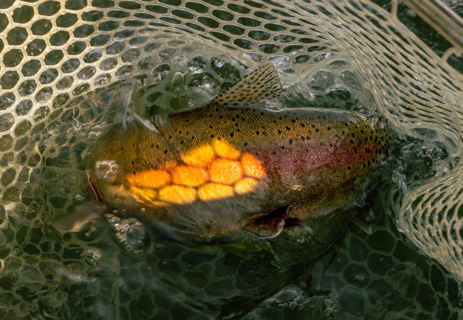 Big Horn River Fly Fishing: The Ultimate Fishing Experience ...